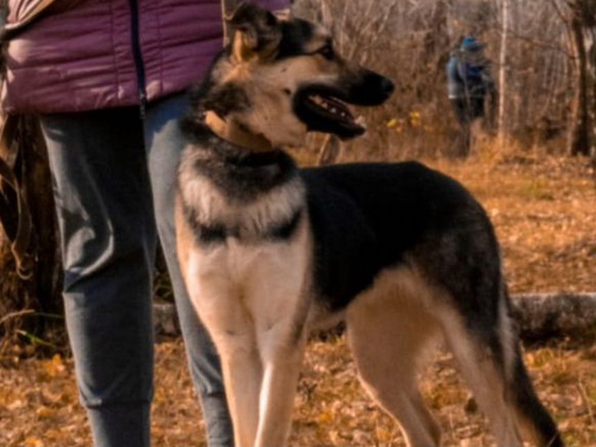 Собака в добрые руки отдам бесплатно
