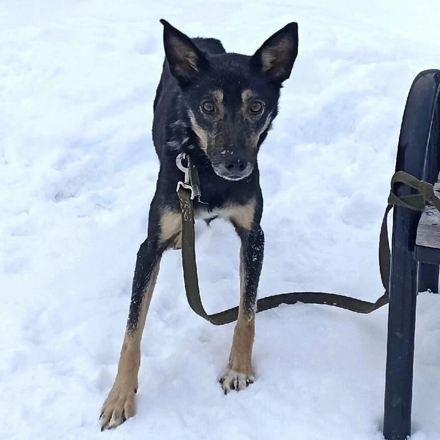 Щенок в добрые руки