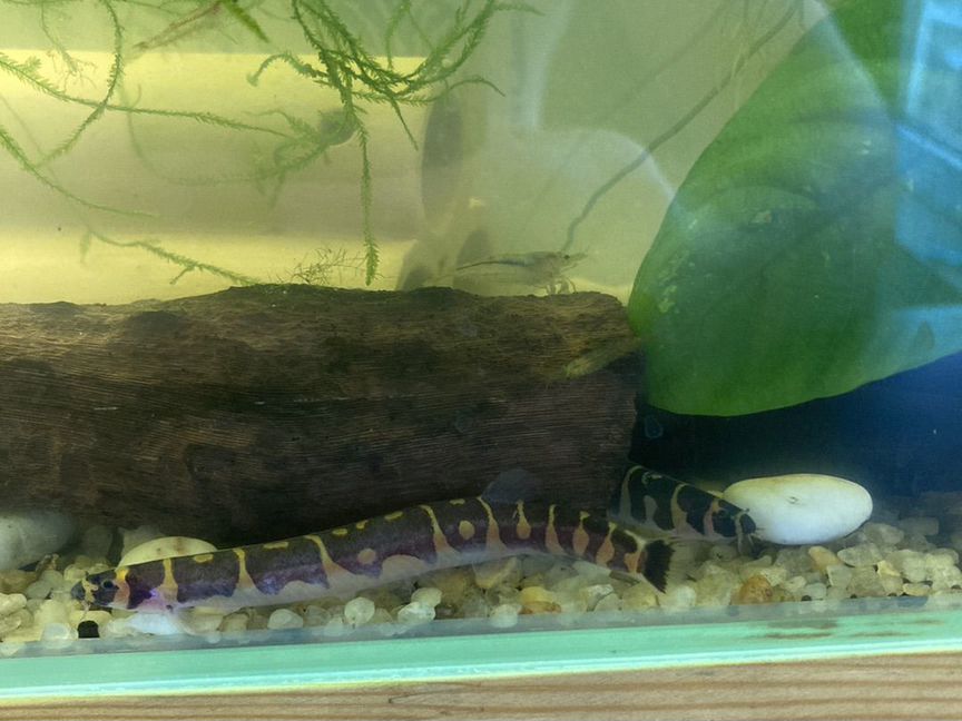 Аквариумные рыбки