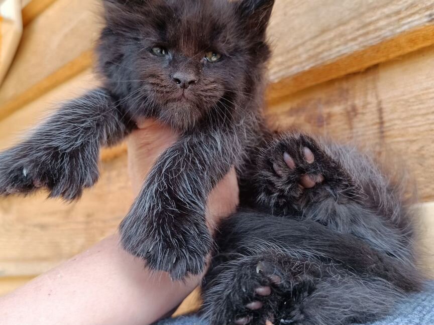 Мейн-кун крутой чёрный солид (дым) полидакт