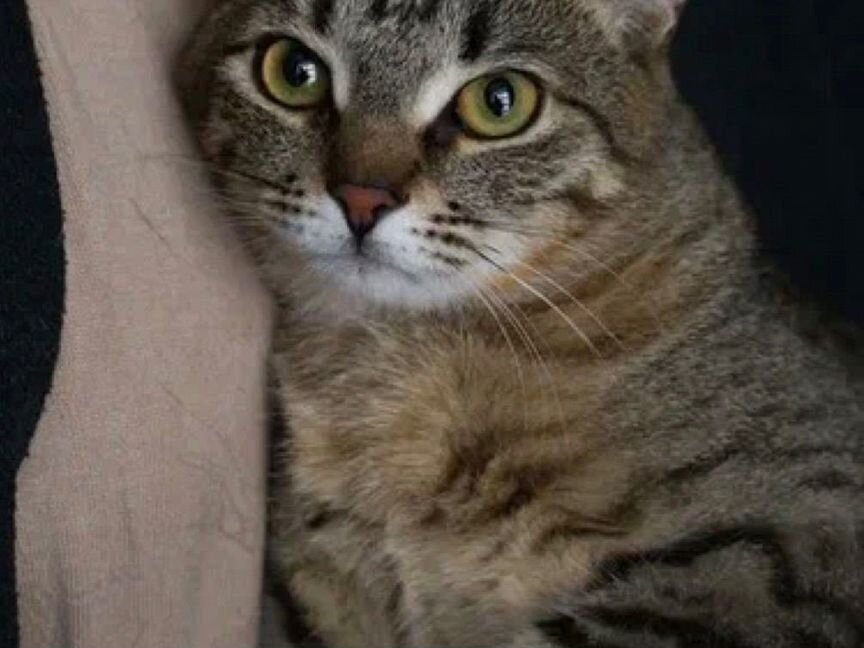 Котик в добрые руки