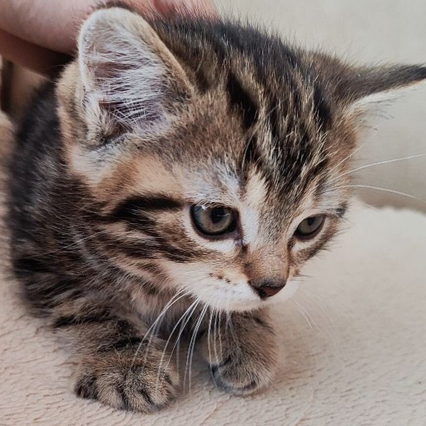 Шотландский вислоухий короткошёрстный котёнок