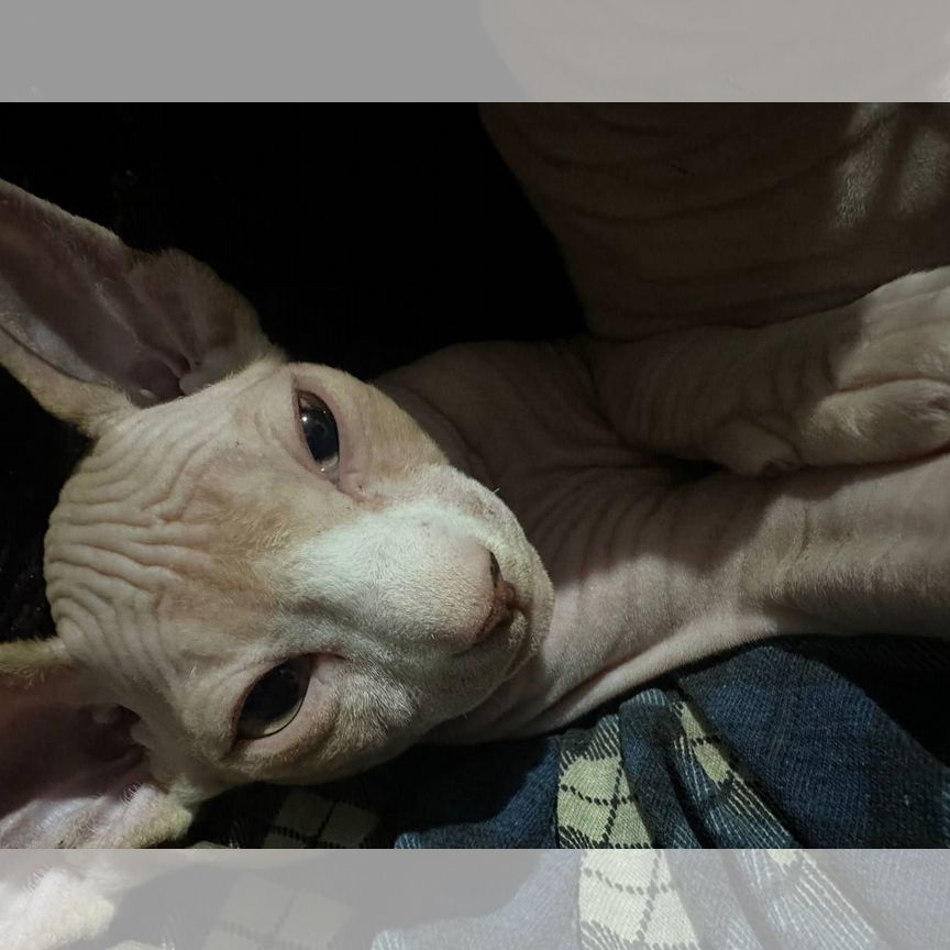 Канадский сфинкс котёнок