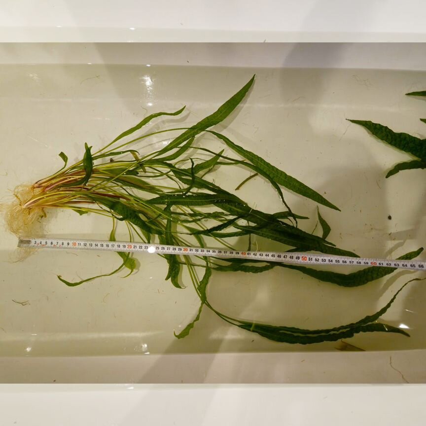 Растение в аквариумное