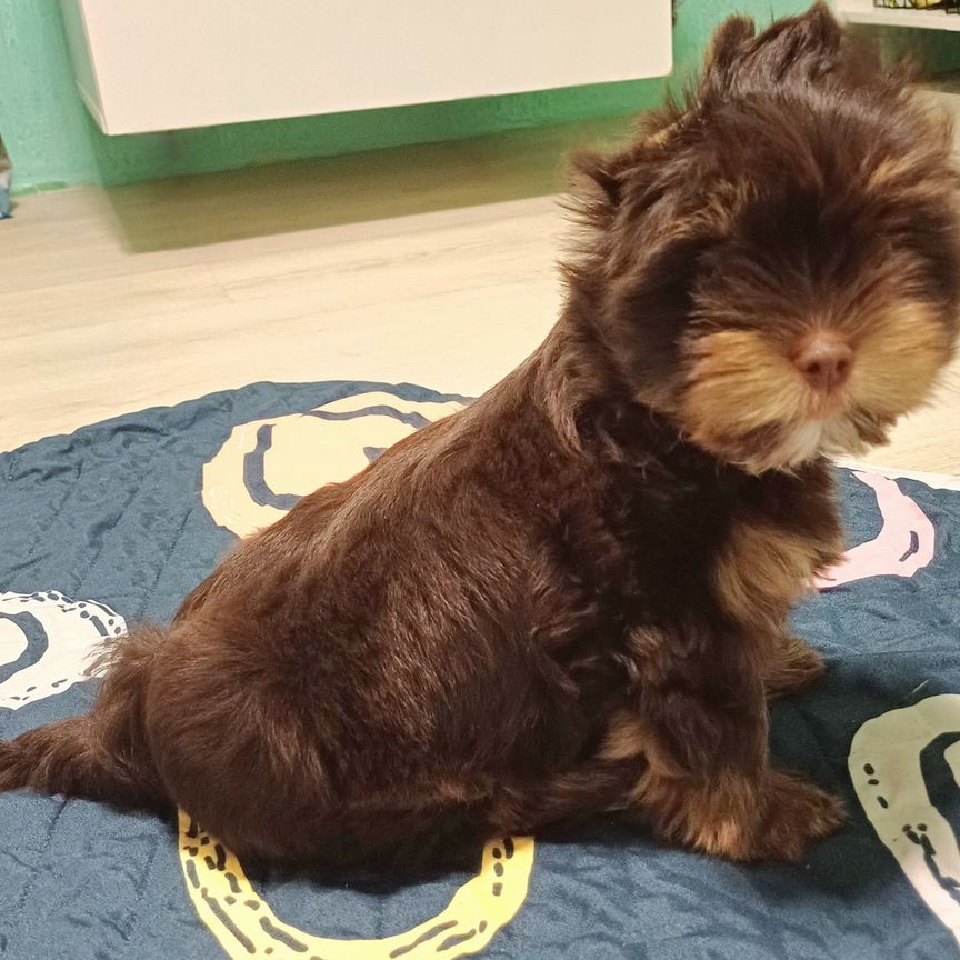 Йоркширский терьер