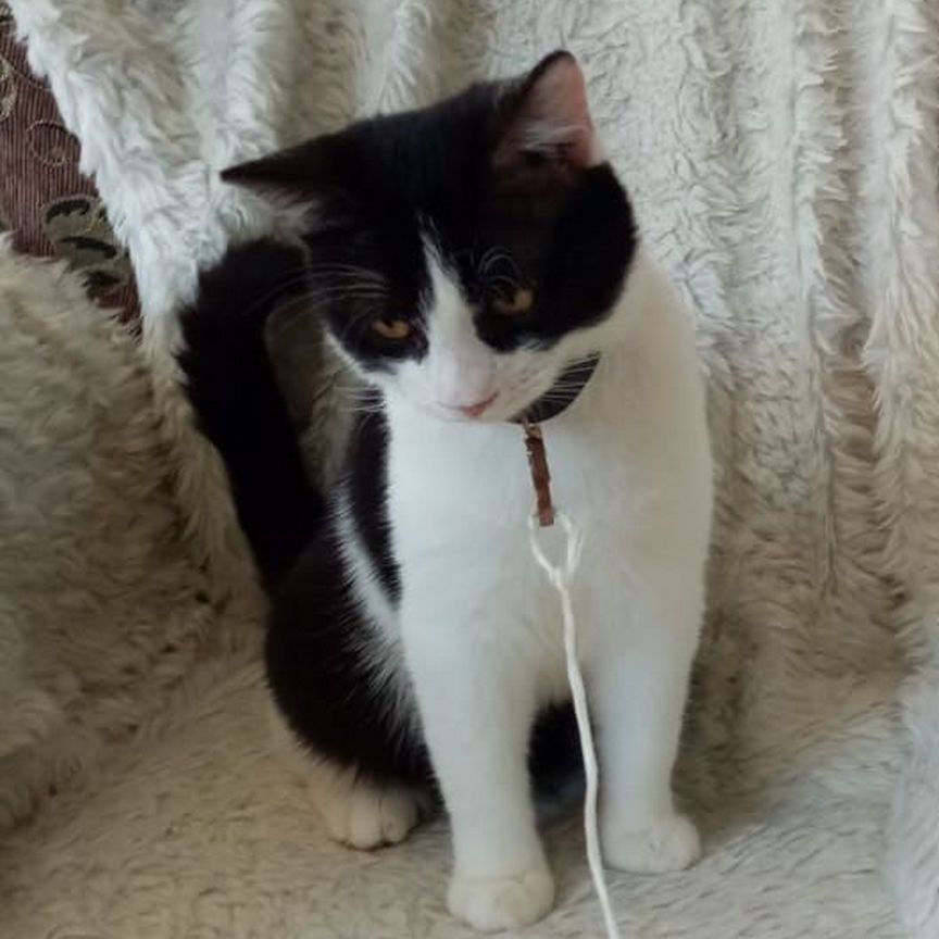 Бездомный котенок,находится на передержке