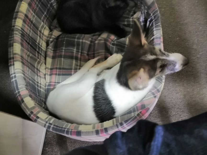 Собака в добрые руки щенок помесь Джек рассел