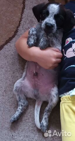 Щенок русского спаниеля