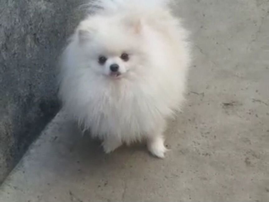 Мальчик шпиц 5 лет