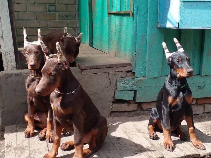 Продаются щенки добермана
