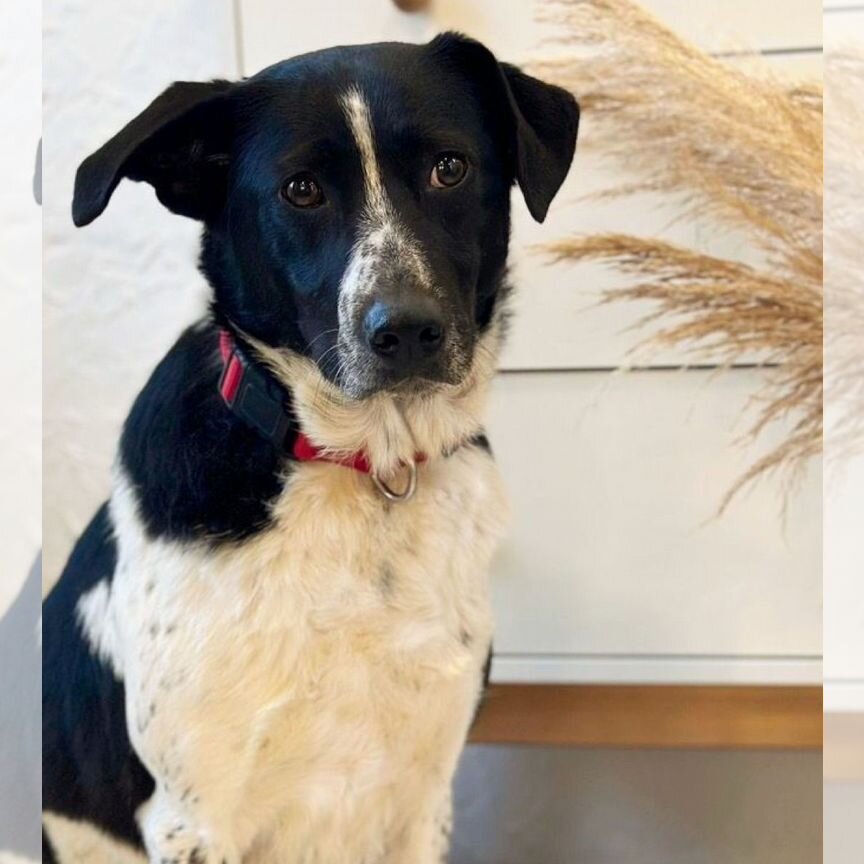 Джессика ищет дом