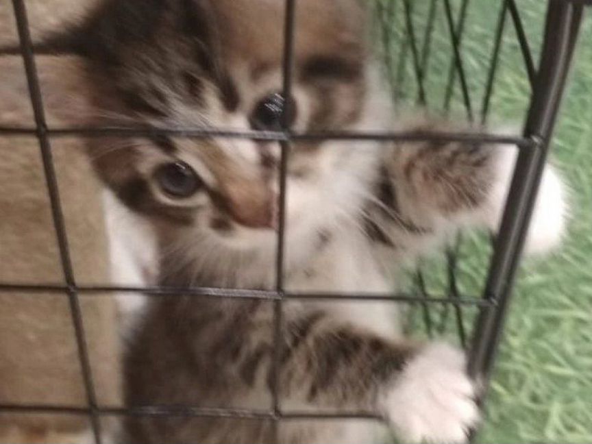 Маленький котенок ищет дом