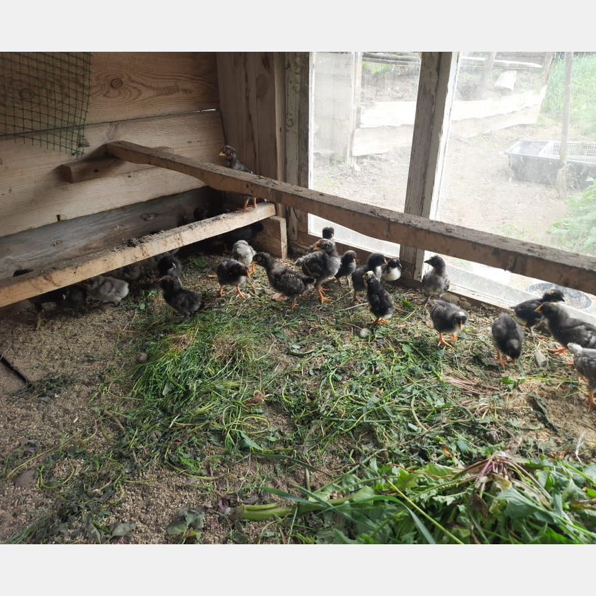 Цыплята деревенские