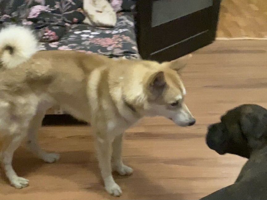 Щенок акиты японской