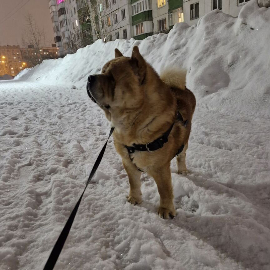 Ищу невесту для вязки