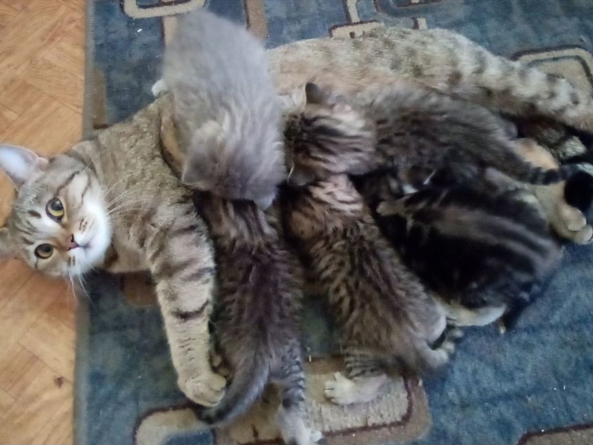 Котята