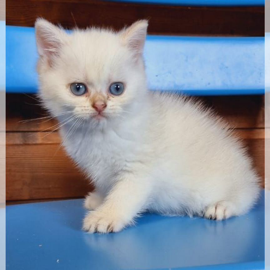 Котята золотой колор поинт