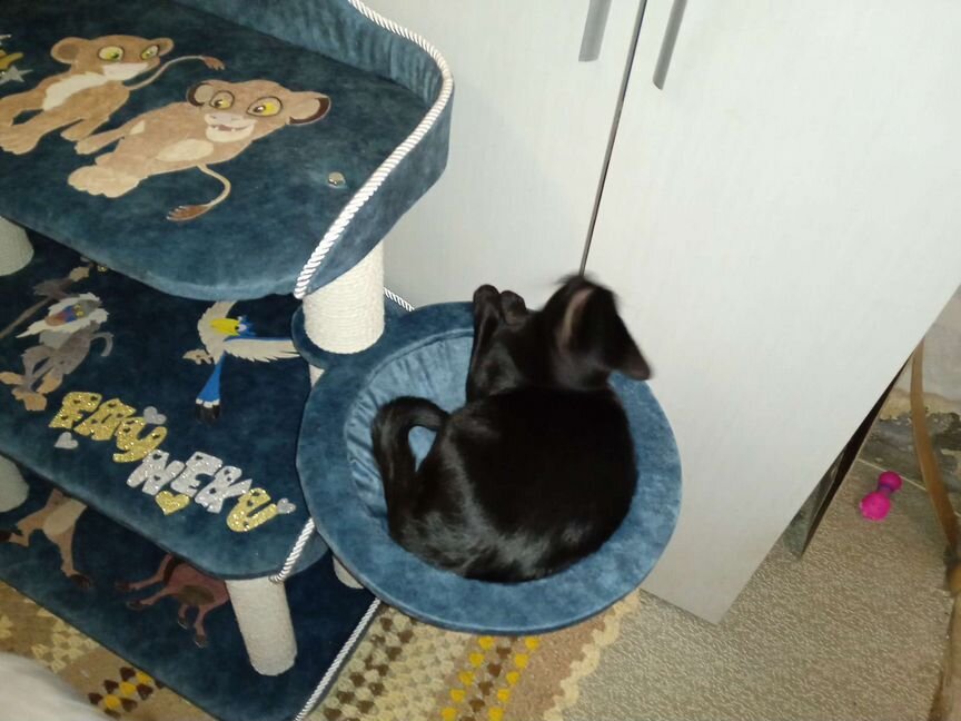 Игровой комплекс когтеточка