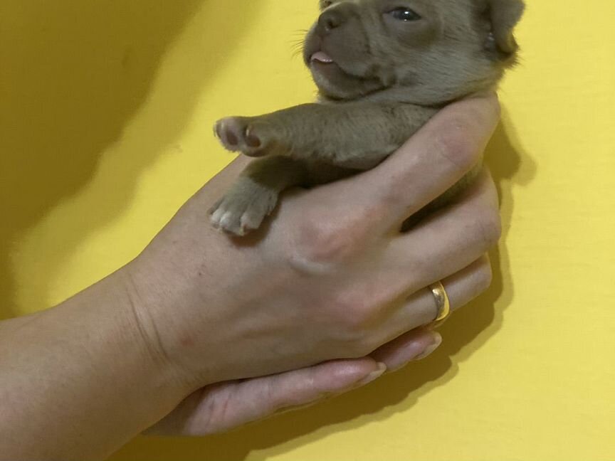 Элитные Щенки чихуахуа цена указана за бронь