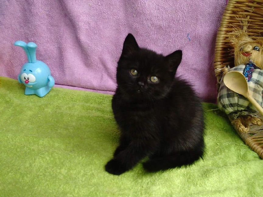 Чёрные как ночки и другие