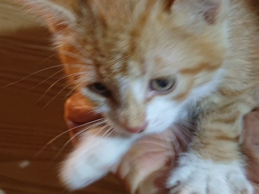 Котёнок котовасиня