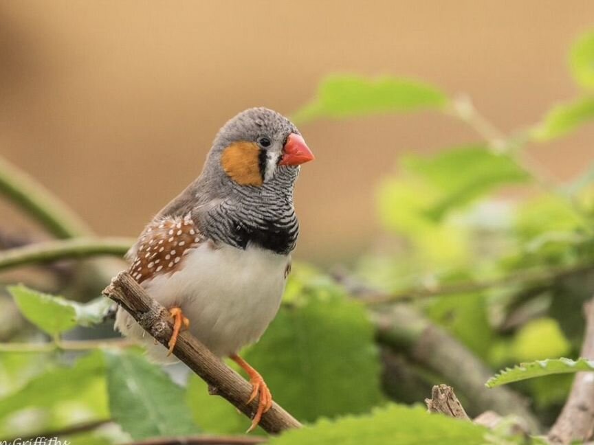 Зебровые амадины