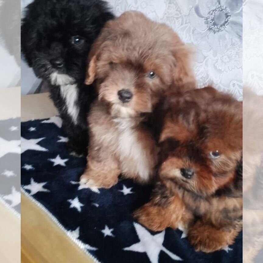 Пудель, щенок