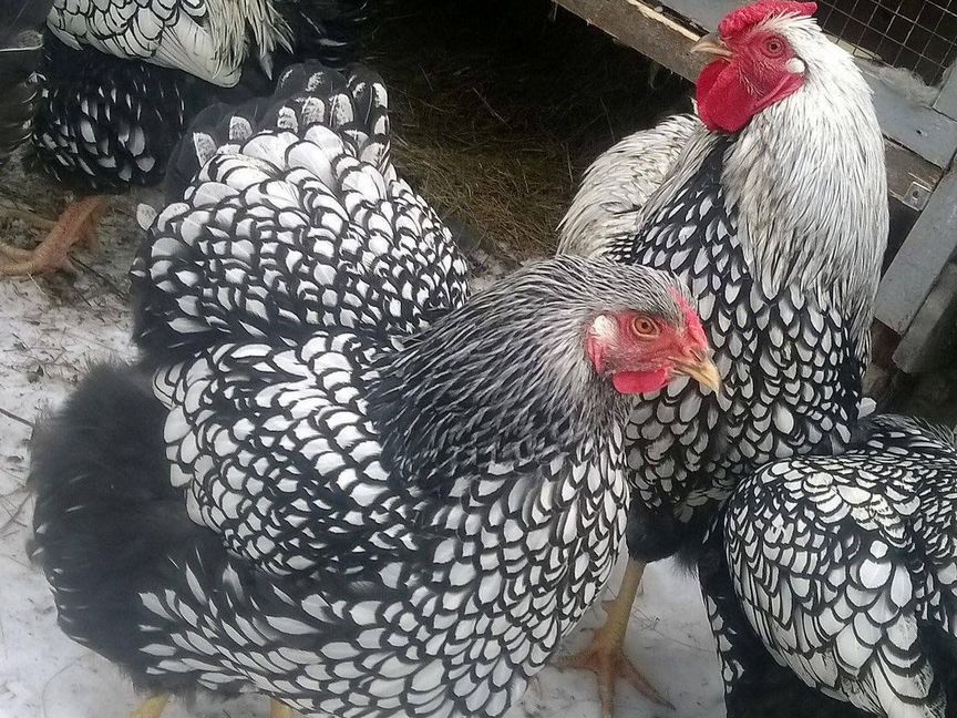Куры несушки Виандот