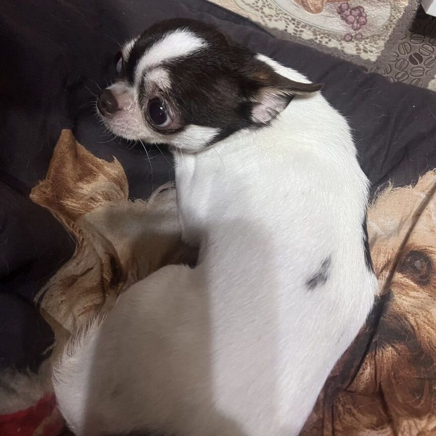 Чихуахуа, взрослая собака