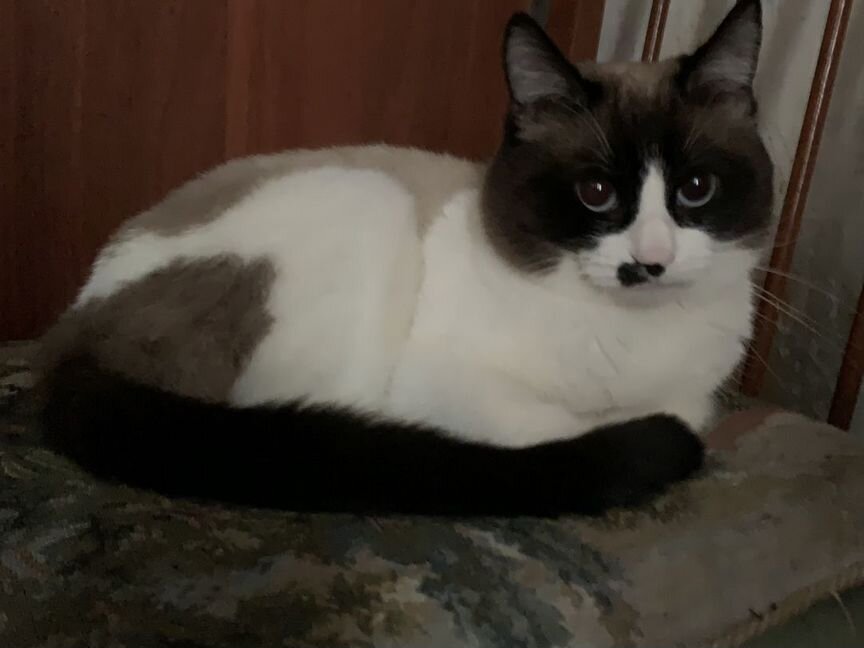 Отдадим сиамского кота, 1,5 года, в добрые руки