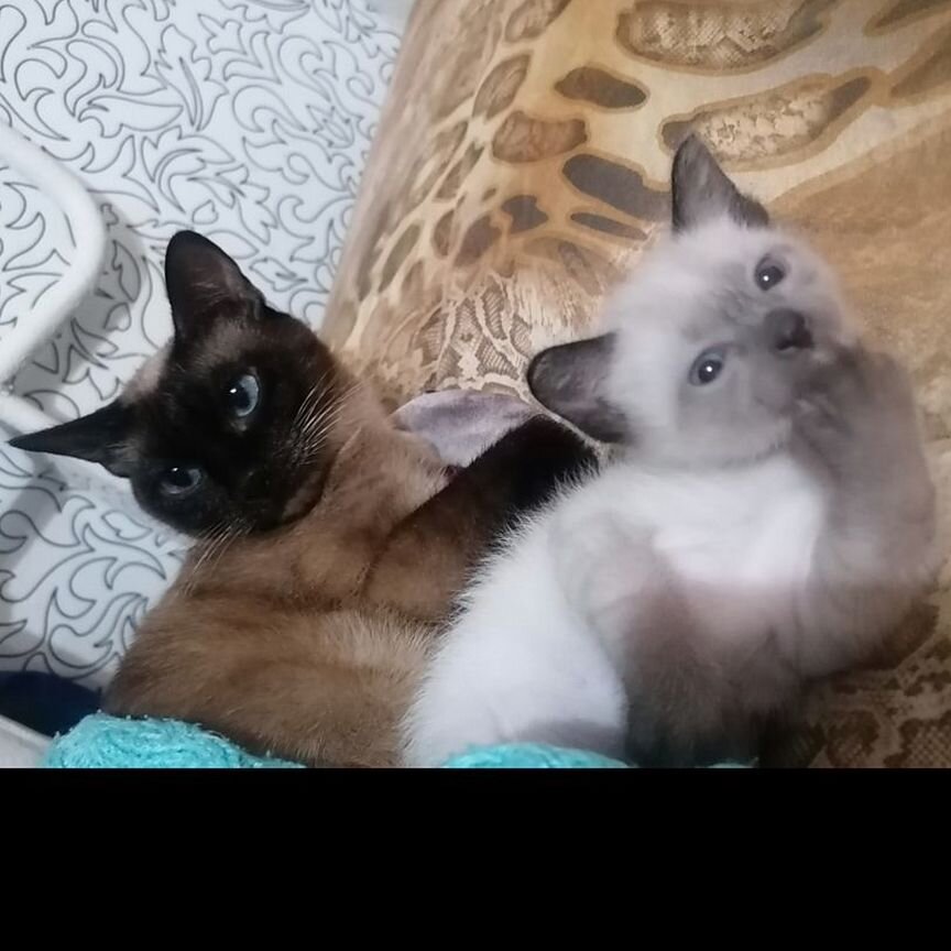 Тайский котёнок