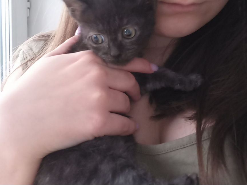 Котёнок Бегемот