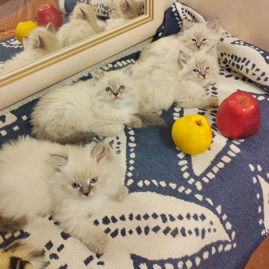 Невский маскарадный котёнок