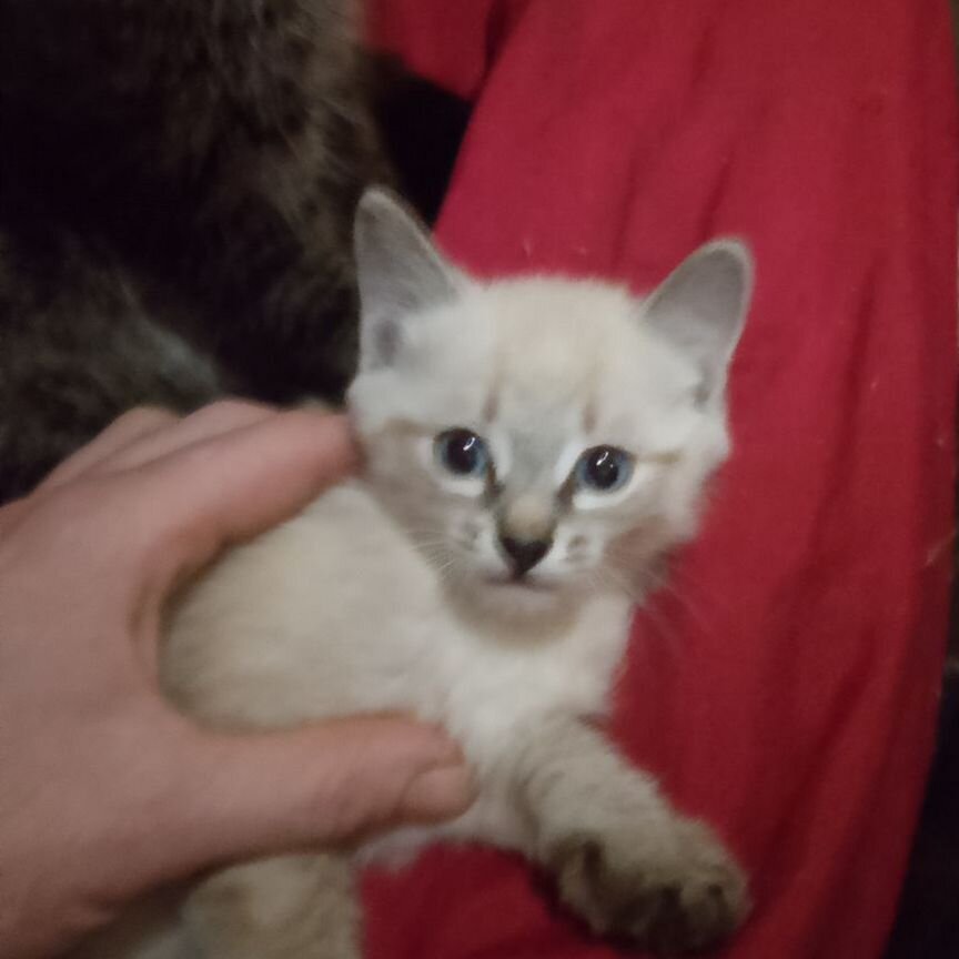 Невский маскарадный котёнок, идеальный подарок