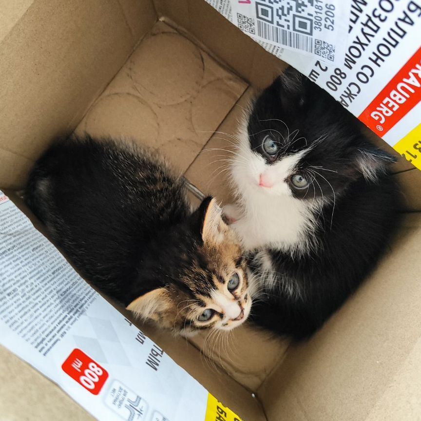 Котята в добрые руки