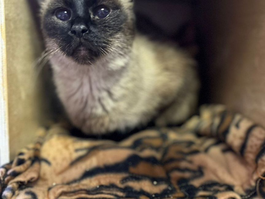Кошка в добрые руки