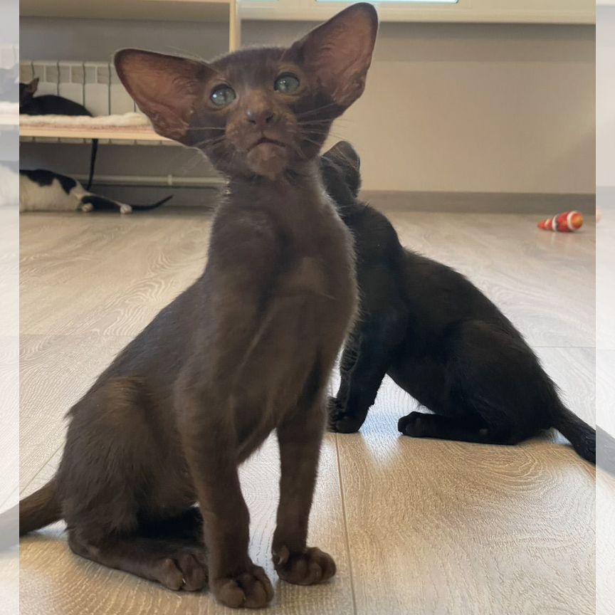 Ориентальный котёнок