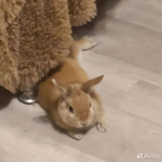 Случка декоративный кролик