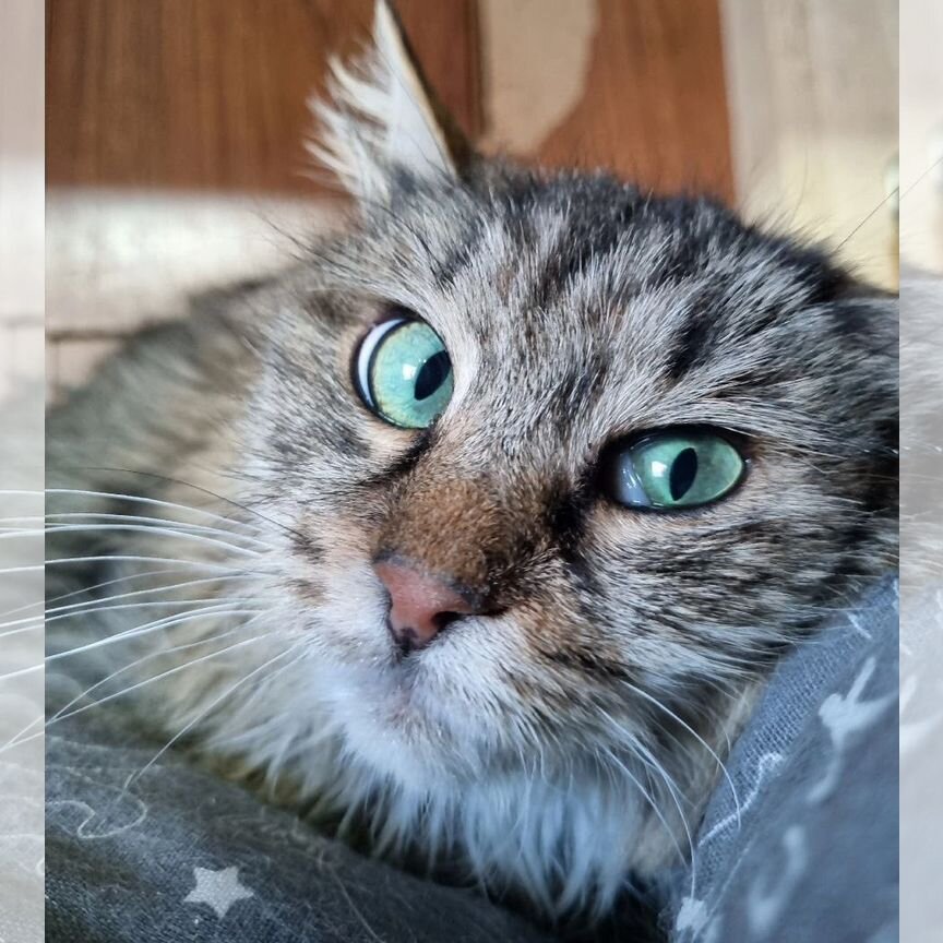 Кошка в добрые руки бесплатно