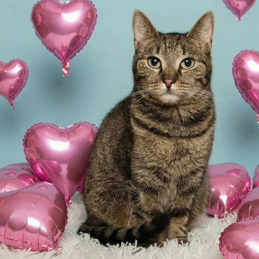 Взрослый кот в добрые руки