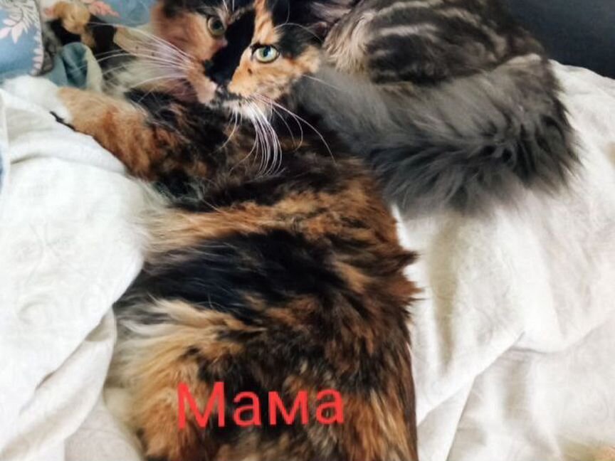 Котята мейн-кун