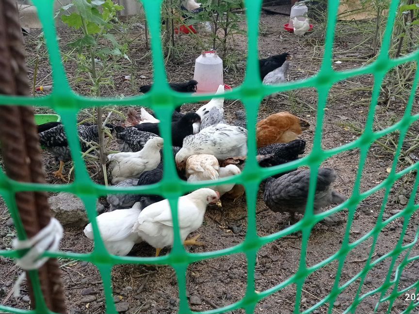 Цыплята несушки месячные