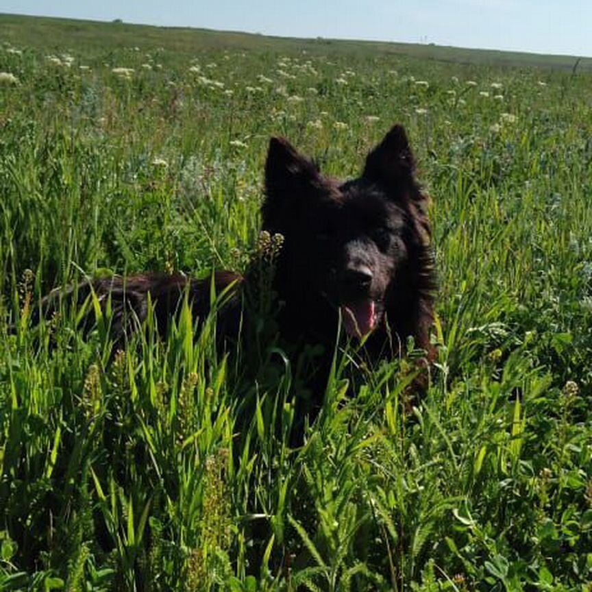 Венгерские пастушки