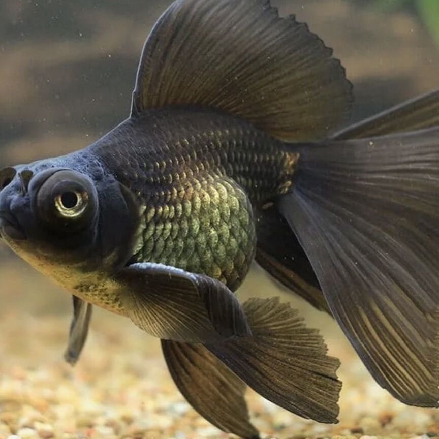 Рыбка золотая