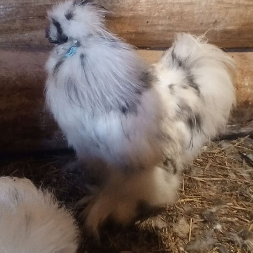 Молодые петушки китайские шёлковые