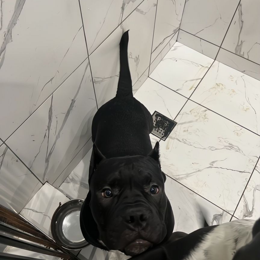 Американский булли, щенок