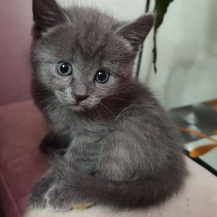 Турецкая ангора котёнок