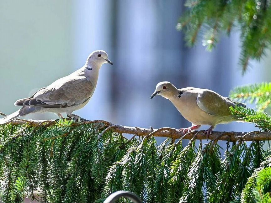 Кольчатые горлицы смеющиеся