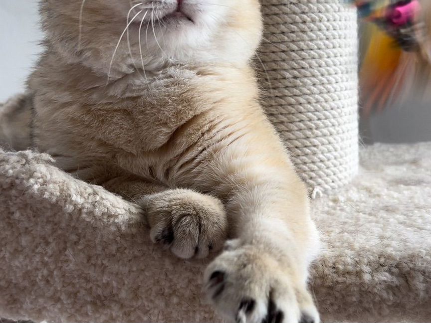 Кот в разведение