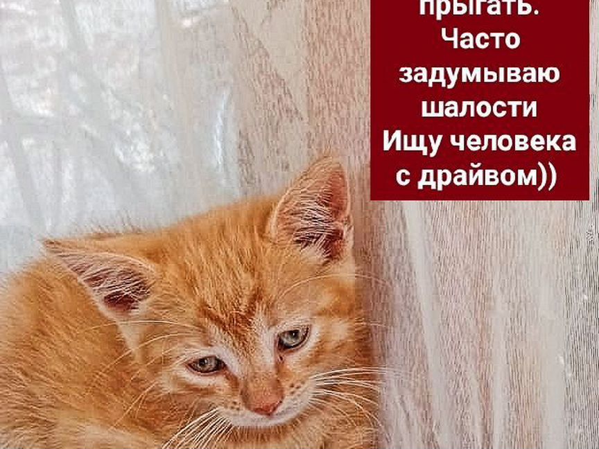 Кошка в дар бесплатно